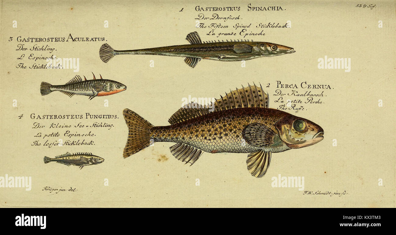 D. Marcus Elieser Bloch's 'Economic Natural History of the Fishes of ...