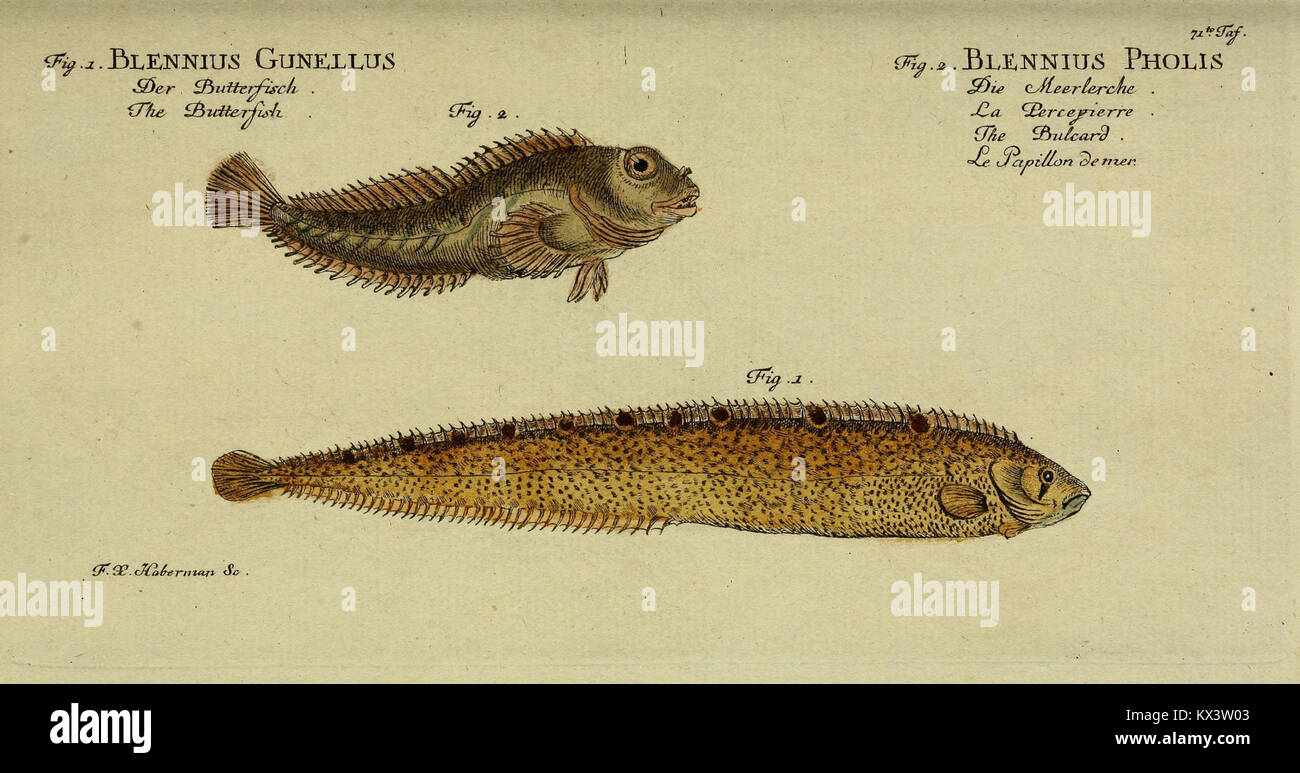 This plate from D. Marcus Elieser Bloch's 'Oeconomische Naturgeschichte ...