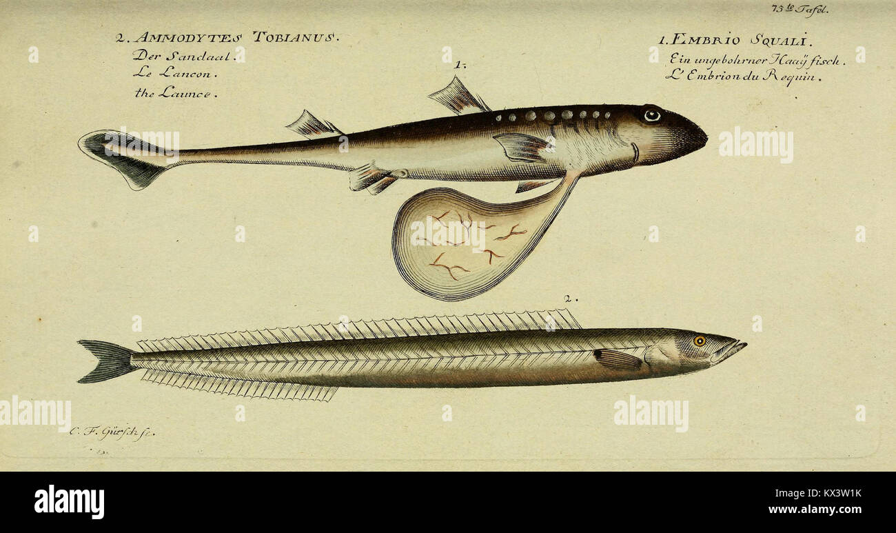 A scientific illustration from Marcus Elieser Bloch’s 'Economic Natural ...