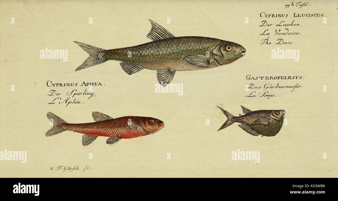 This illustration from D. Marcus Elieser Bloch’s 'Ökonomische ...