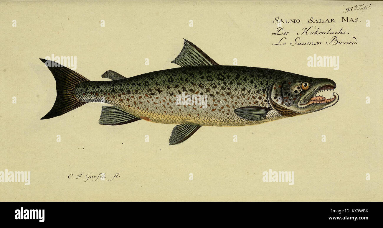 This illustration is from D. Marcus Elieser Bloch's *Ökonomische ...