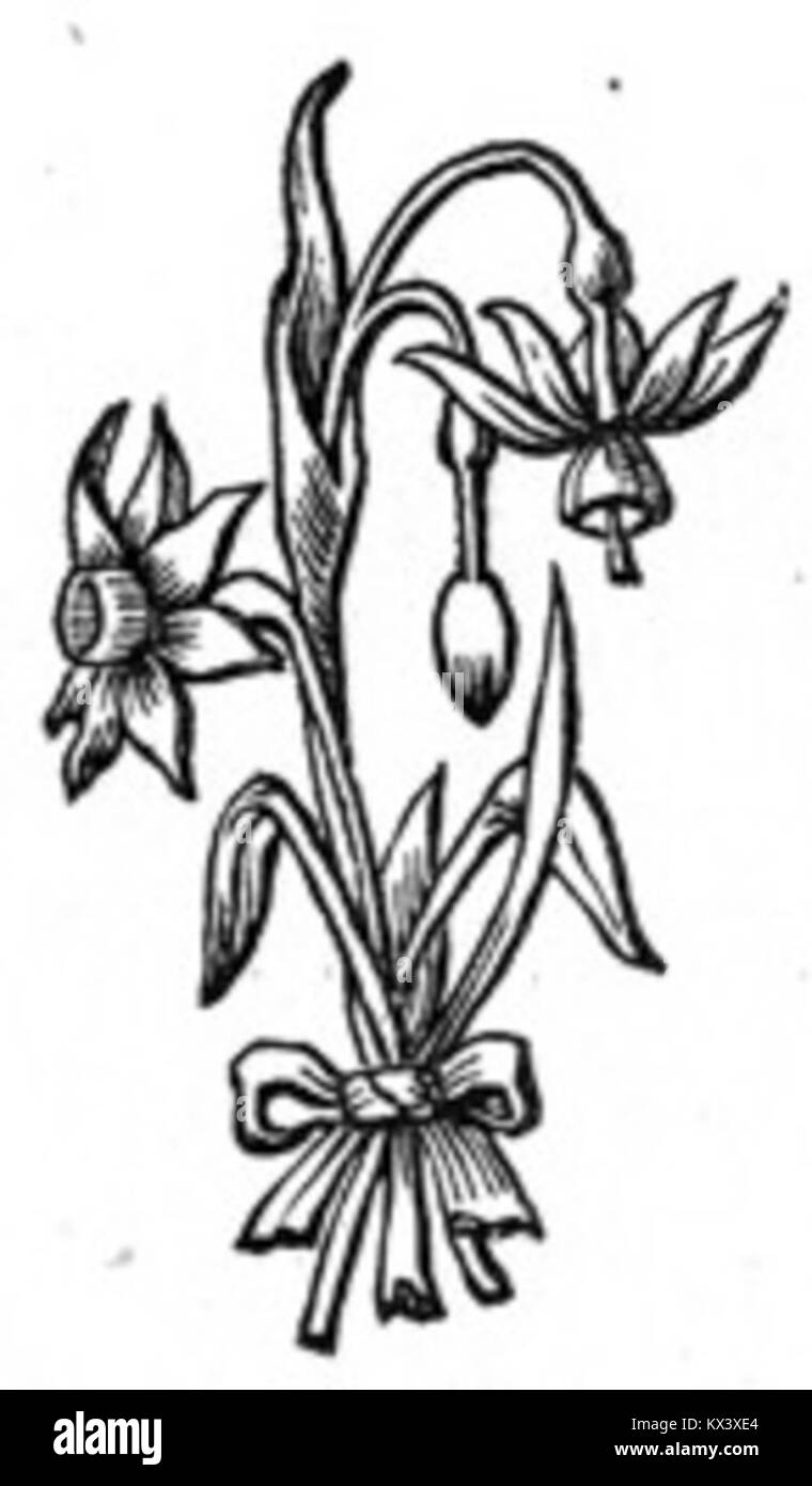 Old daffodils Black and White Stock Photos & Images - Alamy
