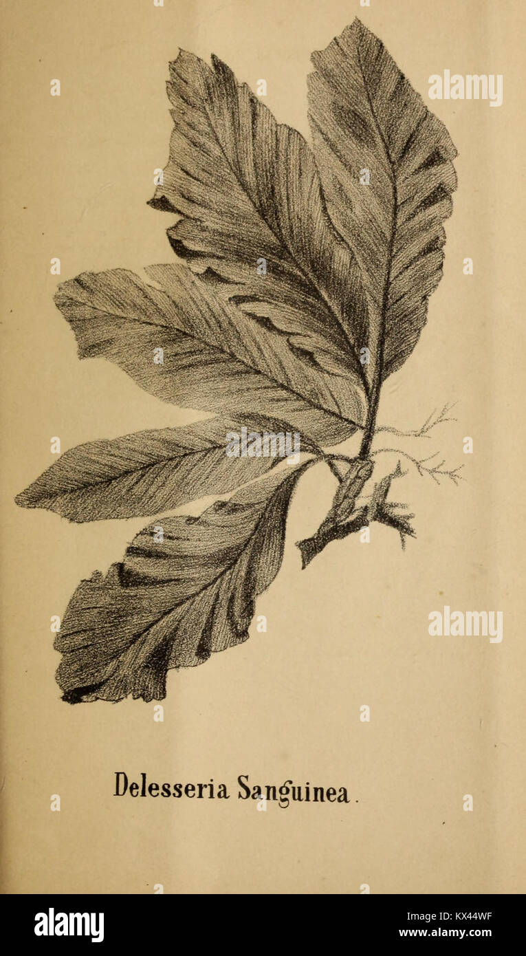 Der Begleiter in Seebäder BHL41741733 Stock Photo - Alamy