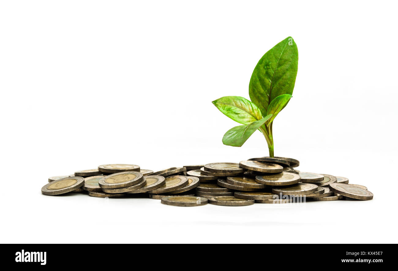 seedlings growing from the coin stacks on white background Stock Photo ...