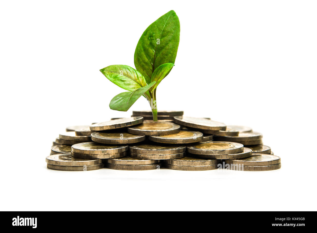 seedlings growing from the coin stacks on white background Stock Photo ...