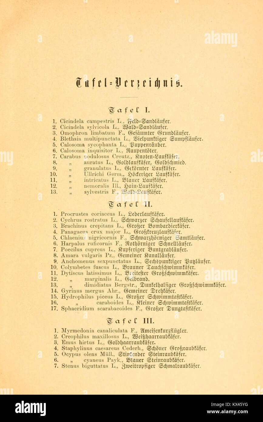 Der Käferfreund (Page 249) BHL9878403 Stock Photo - Alamy
