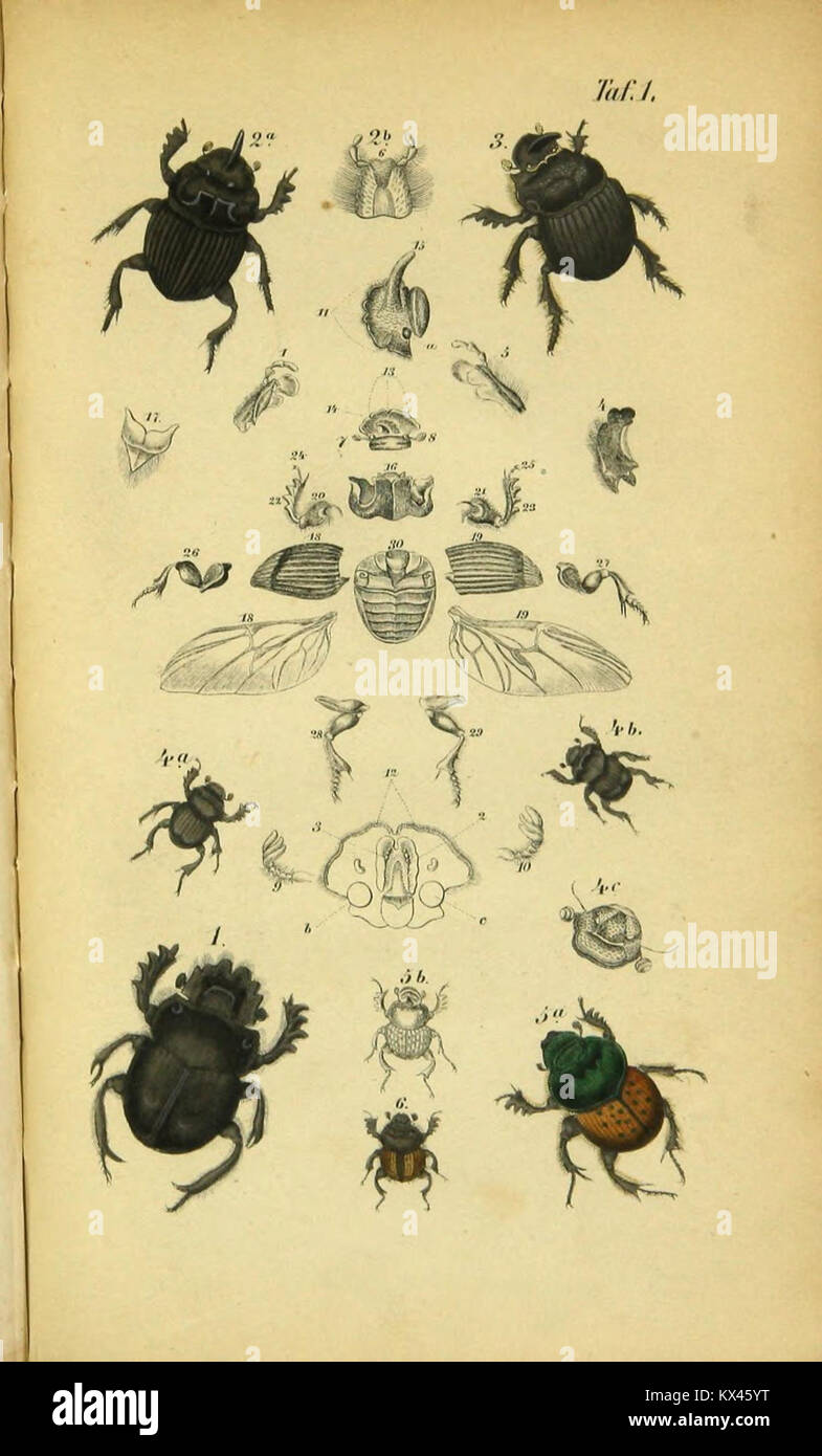 Multiple species of beetles hi-res stock photography and images - Alamy