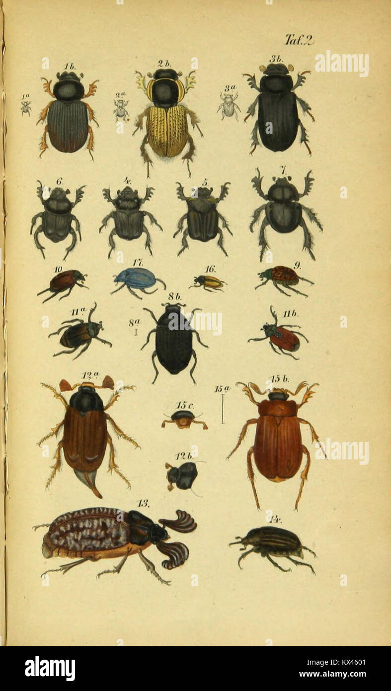 2 beetle hi-res stock photography and images - Alamy