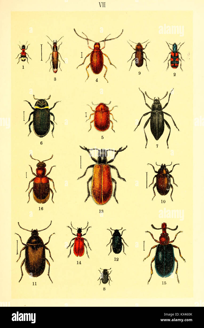 Plate VII from 'Der Käferfreund' features illustrations of beetles, showcasing detailed ...