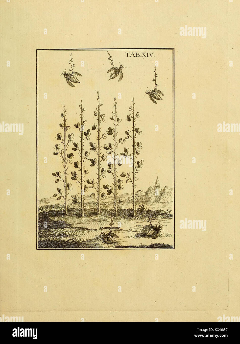 19th-century scientific work by Joseph Torrubia documenting the natural ...