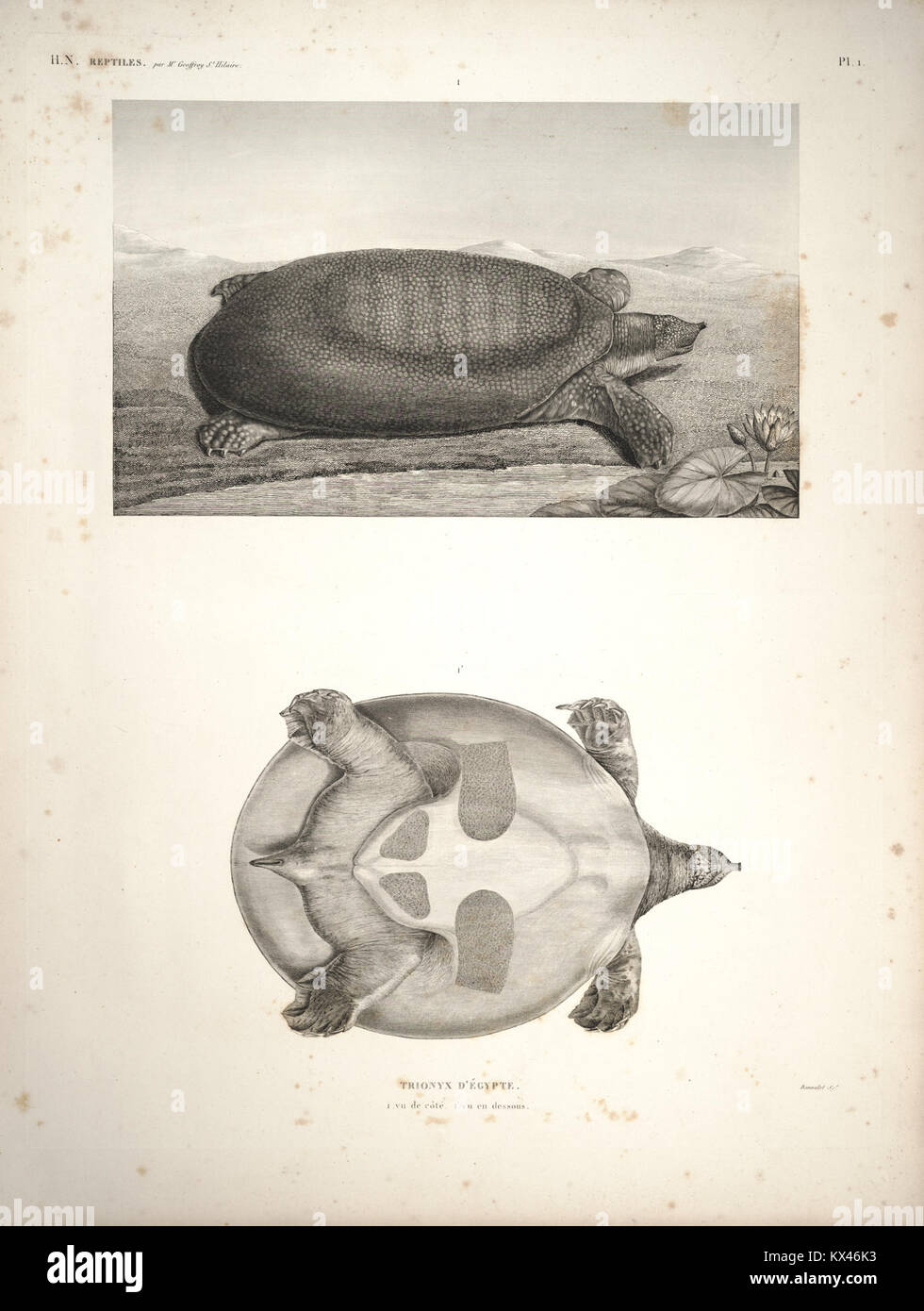 This plate from the monumental work 'Description de l'Égypte' depicts ...