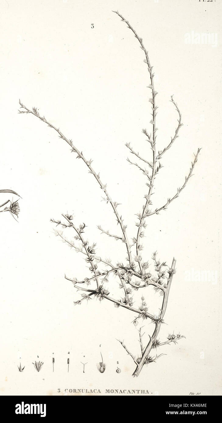 *Description de l'Égypte* (Plate 22) illustrates *Cornulaca monacantha ...