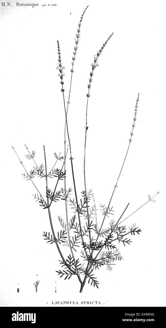 Scientific description Black and White Stock Photos & Images - Alamy