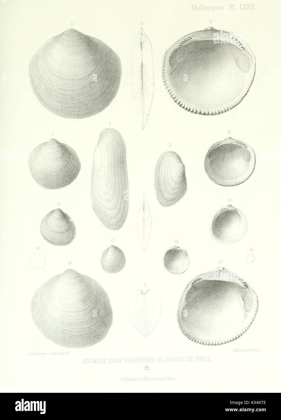 Scientific description of invertebrate animals discovered in the Paris ...