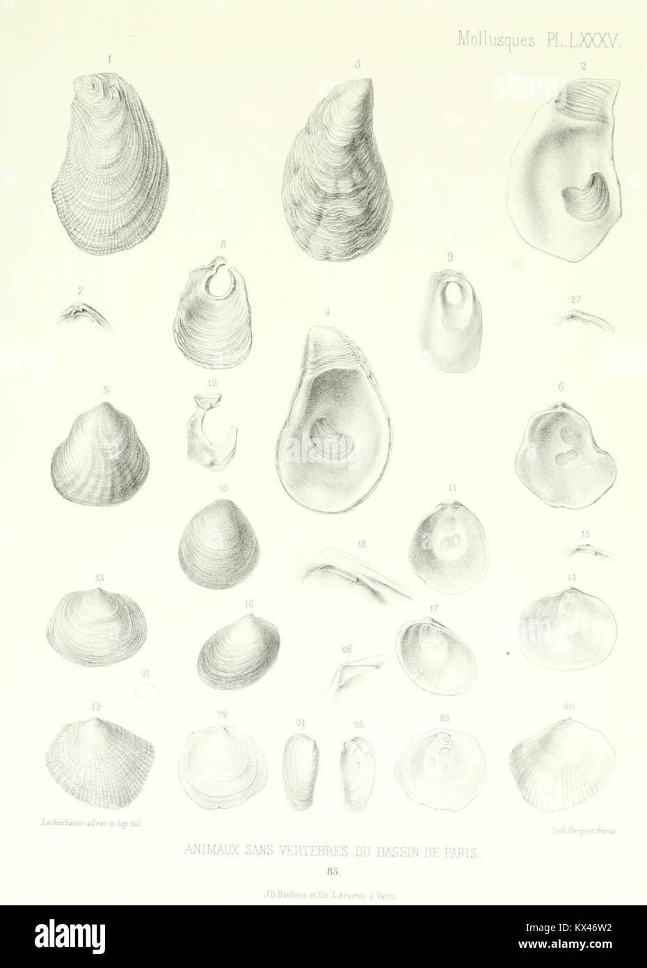 A detailed work documenting non-vertebrate fossil animals discovered in ...