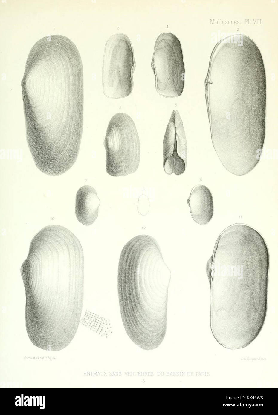 This description outlines the animals without vertebrates discovered in ...