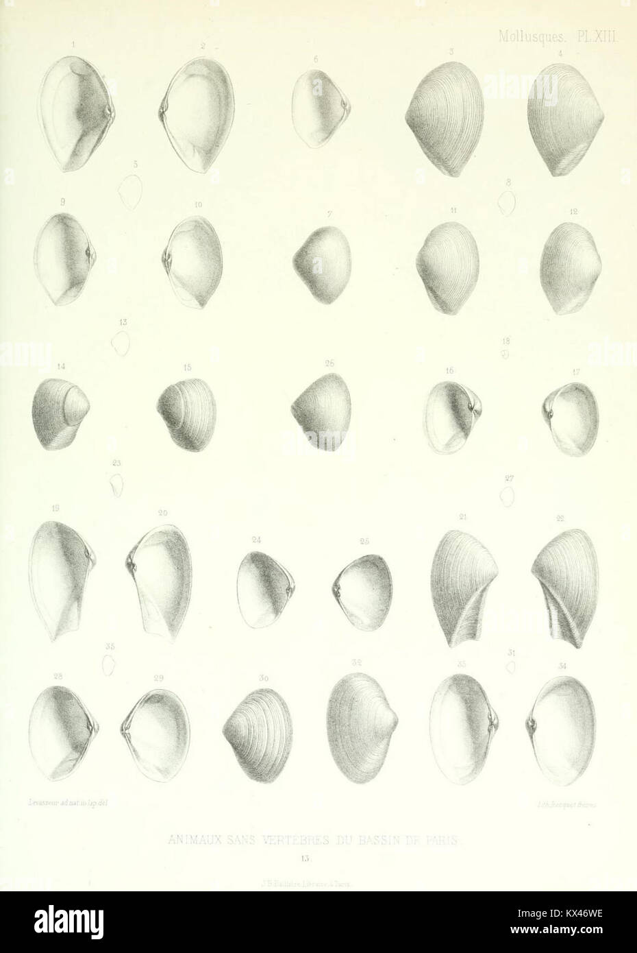 Shell descriptions hi-res stock photography and images - Alamy