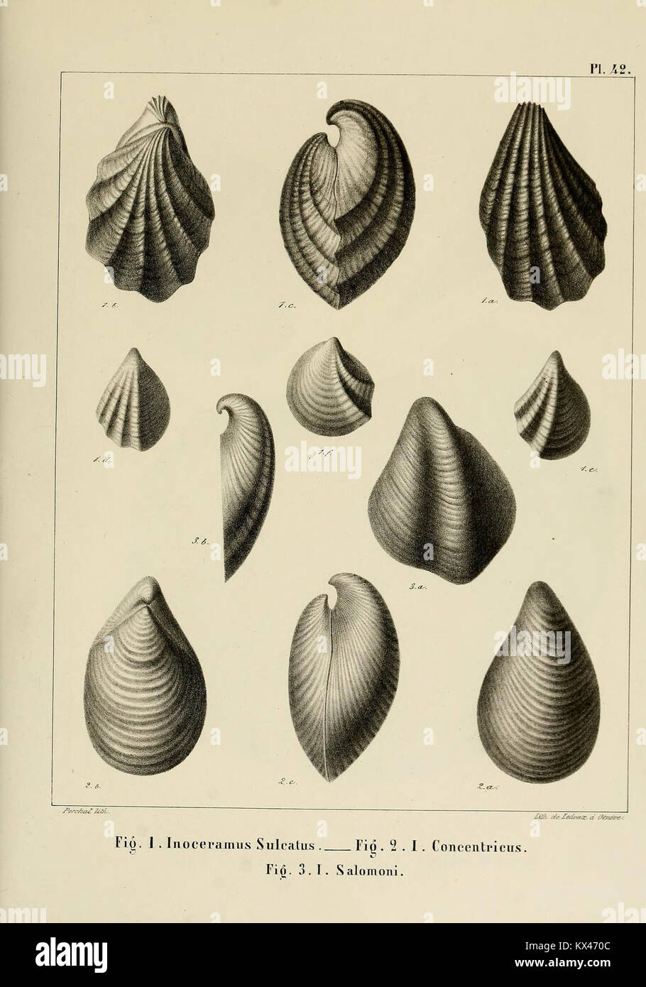 Scientific documentation of mollusks hi-res stock photography and ...