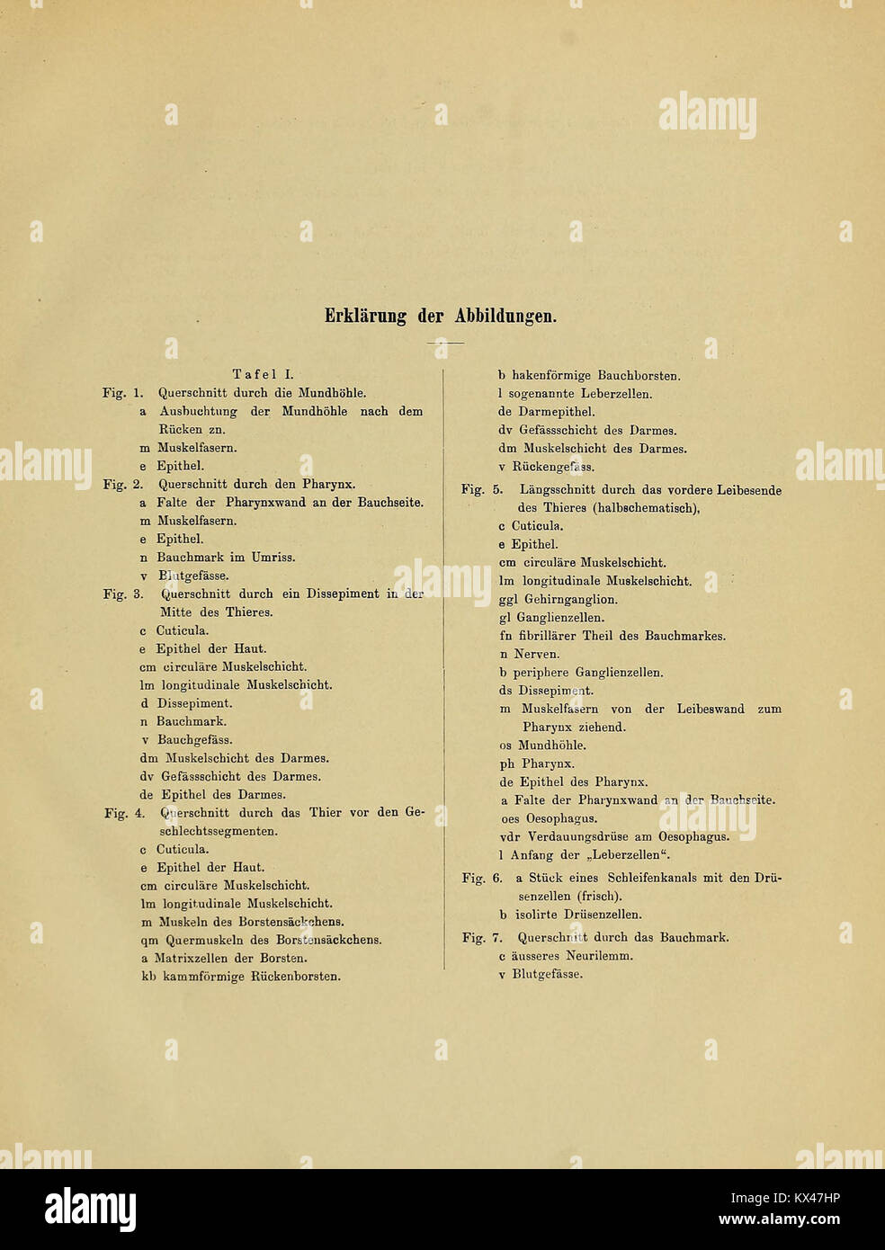 This scientific paper discusses the anatomy of Tubificidae worms ...
