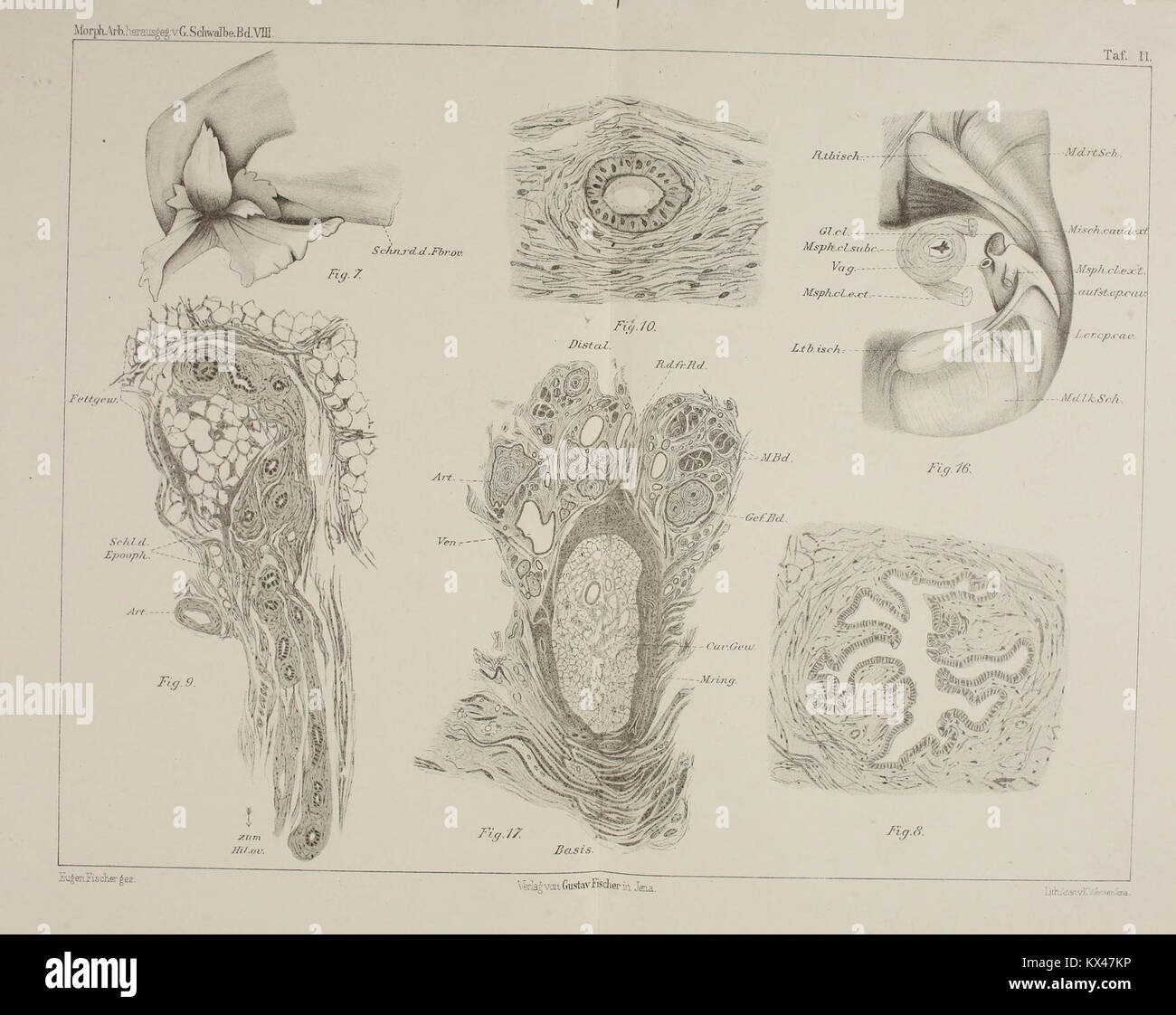 A scientific article discussing the anatomy of the female urogenital ...