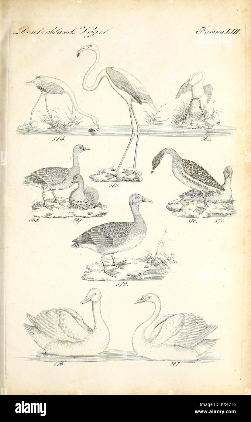 This plate from the 'Deutschlands Fauna' illustrates animals native to ...