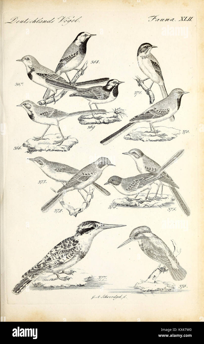 An illustration from *Deutschlands Fauna*, depicting native animals of ...