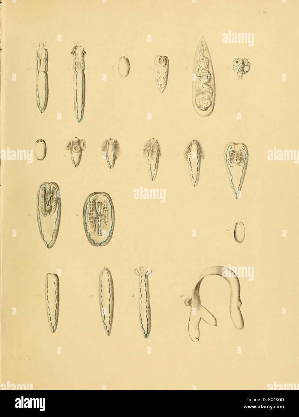 A scientific work contributing to the development history of internal ...