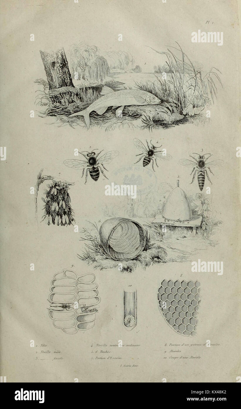 This 'Pictorial Dictionary of Natural History and Phenomena' is an ...