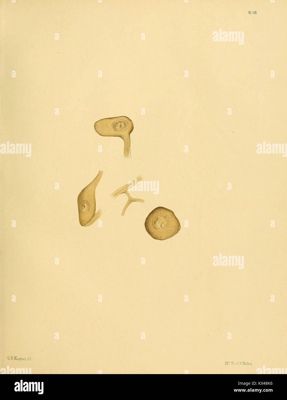 Natural history worm plate hi-res stock photography and images - Alamy