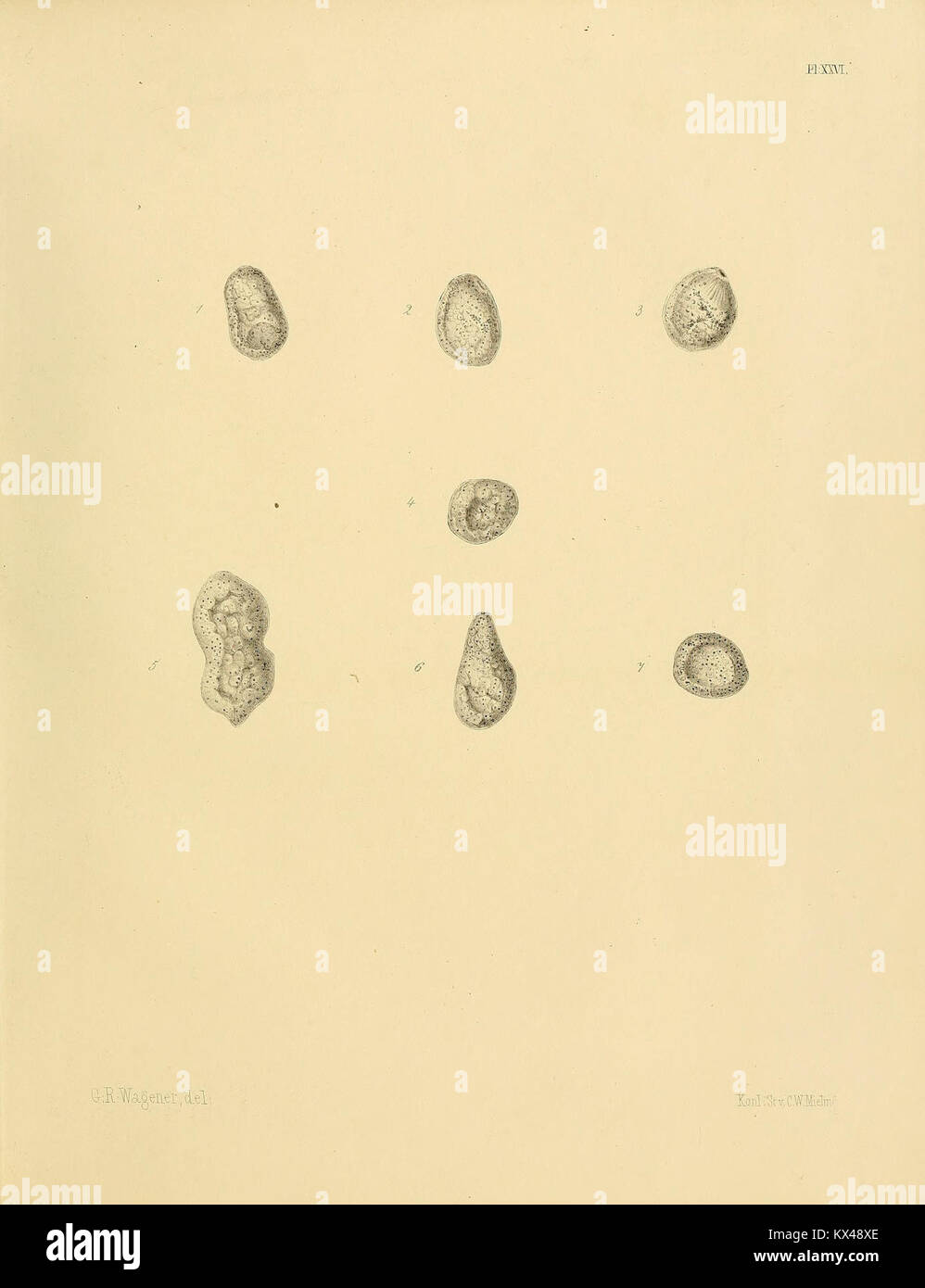This 1900s scientific plate illustrates the developmental history of ...
