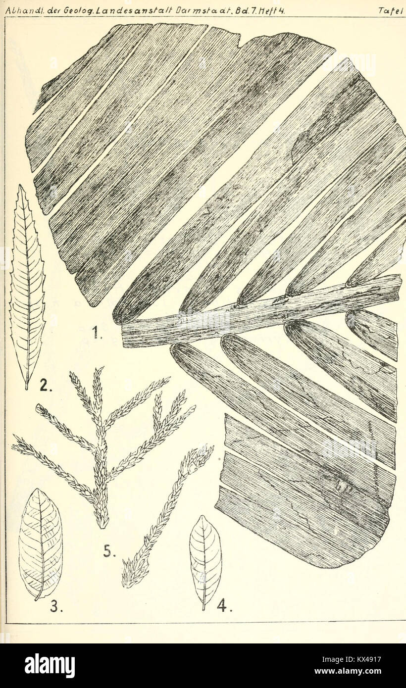 A study of the ancient flora of Messel near Darmstadt, Germany ...