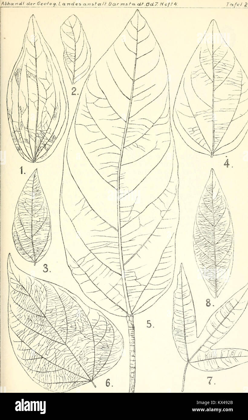 Paleobotany study hi-res stock photography and images - Alamy
