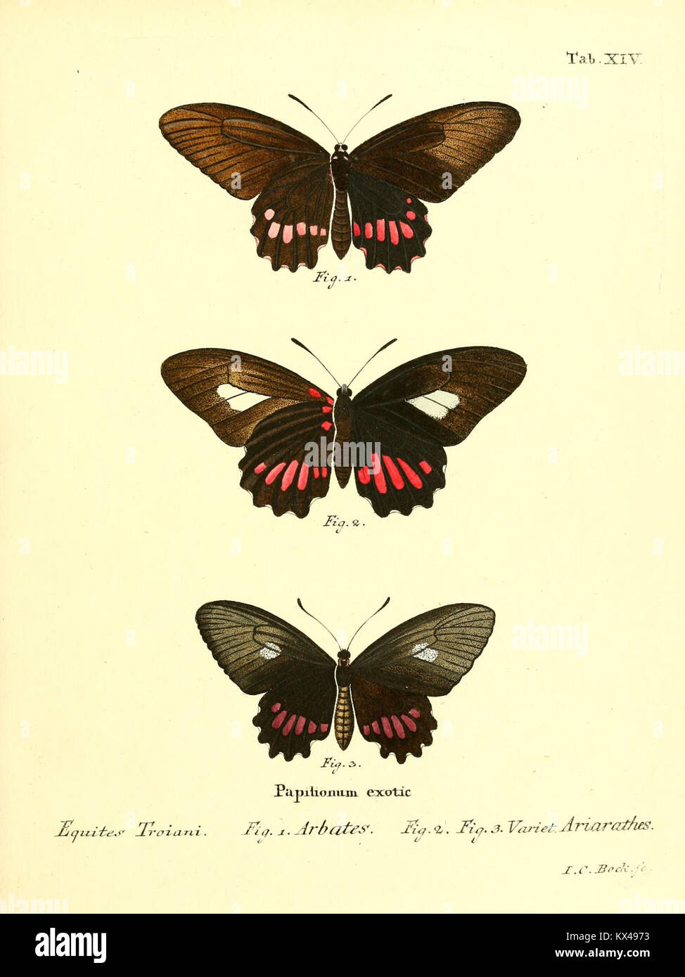 An illustration from 'Die ausländischen Schmetterlinge', depicting ...