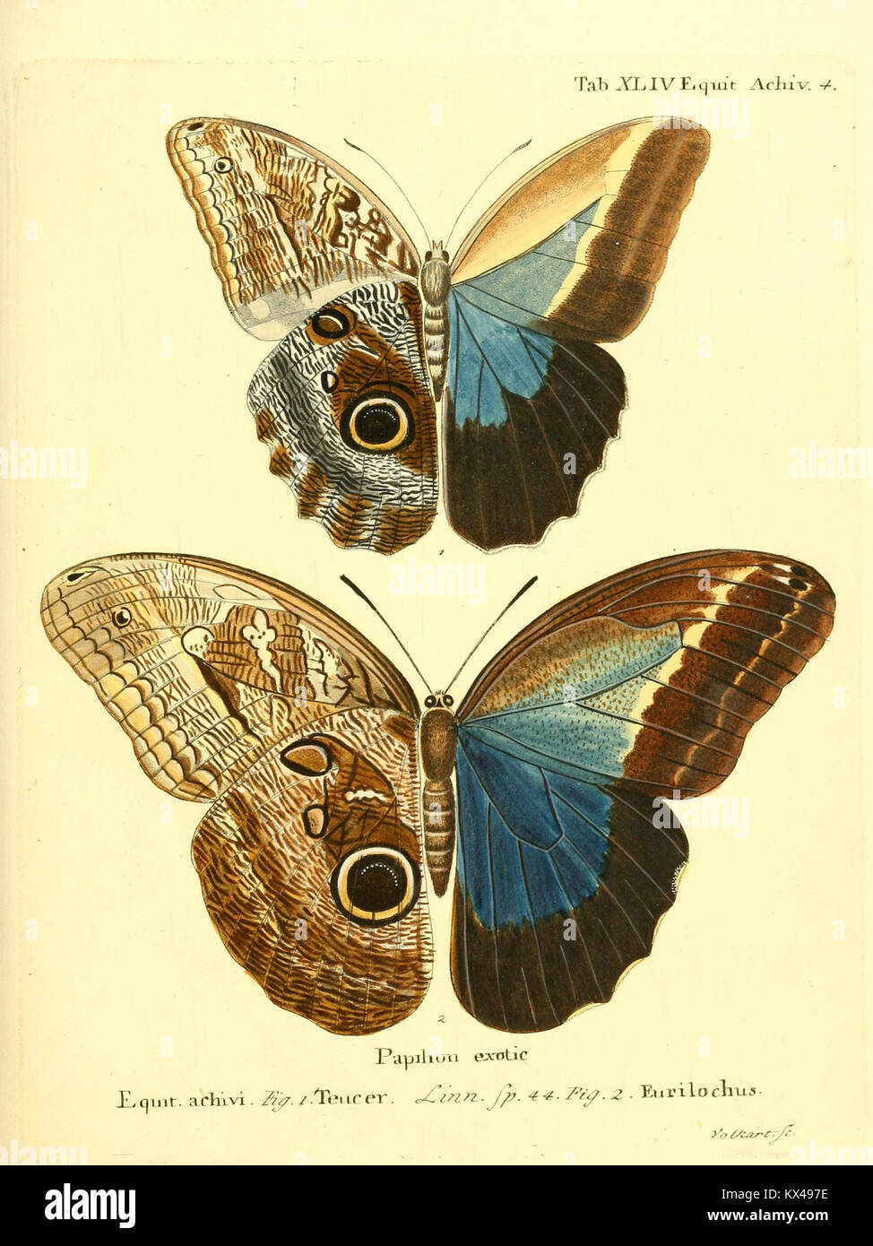 This illustration of foreign butterflies is part of a natural history ...