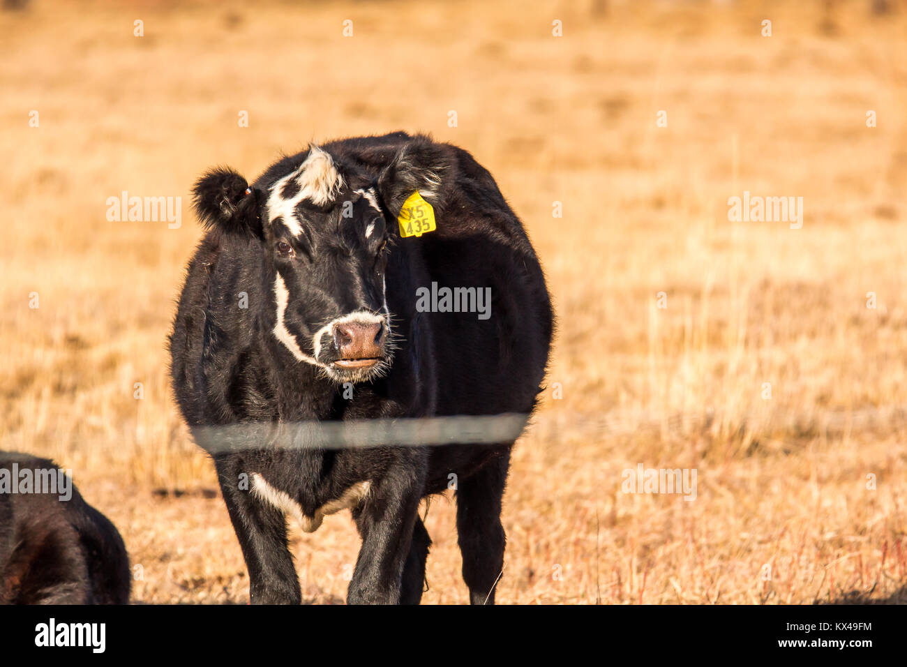 Cattle enjoying sunshine Stock Photo - Alamy