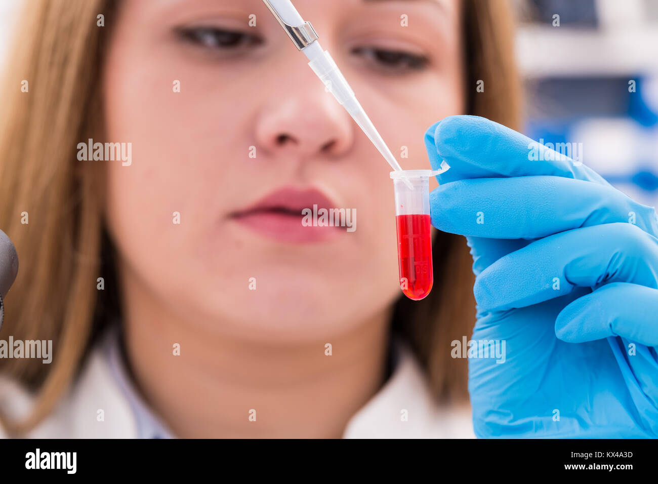 technician in the lab preparing slides Tissues for microscope Stock ...