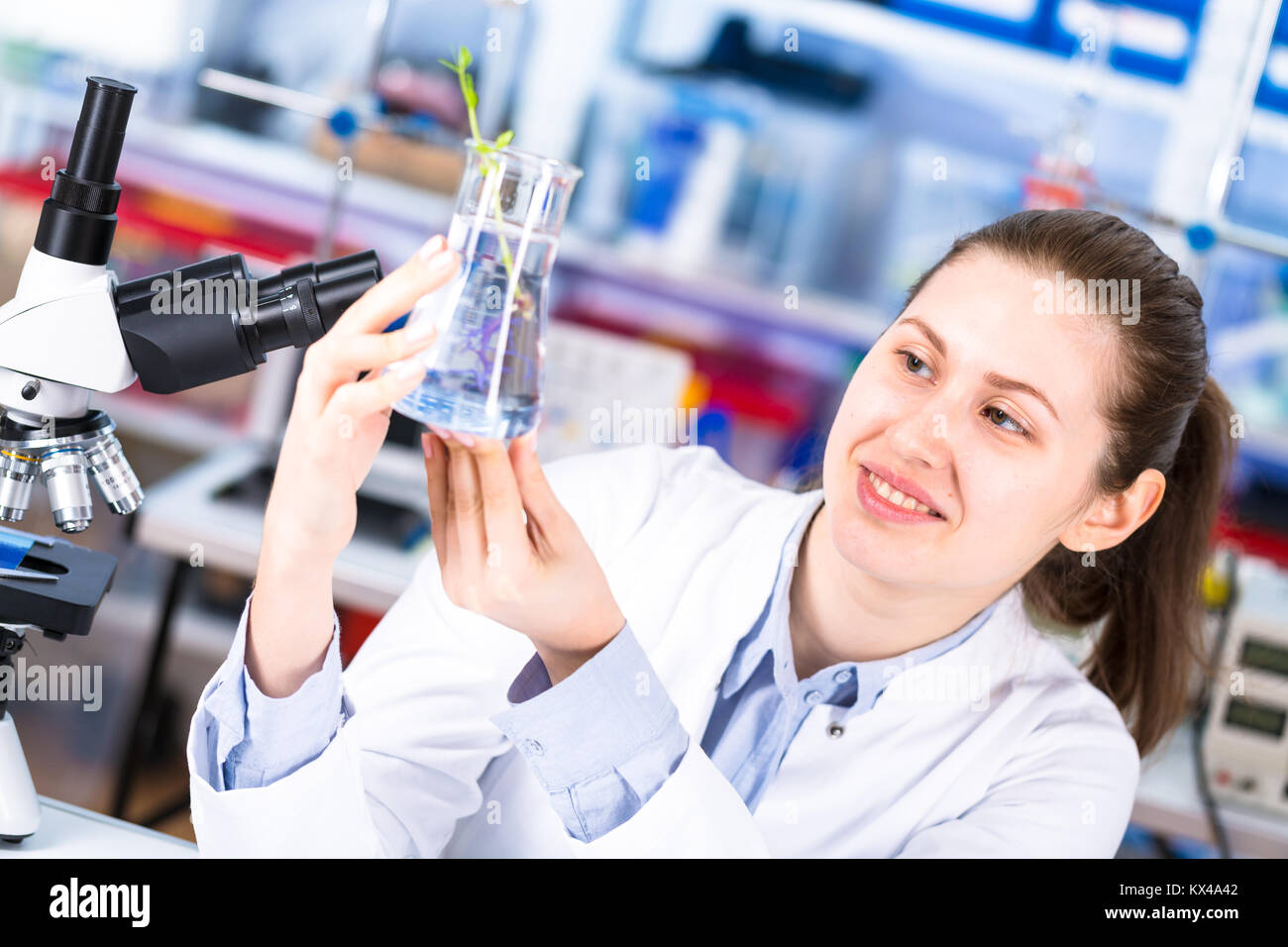 technician in the laboratory of plant genetics investigates the sprout ...