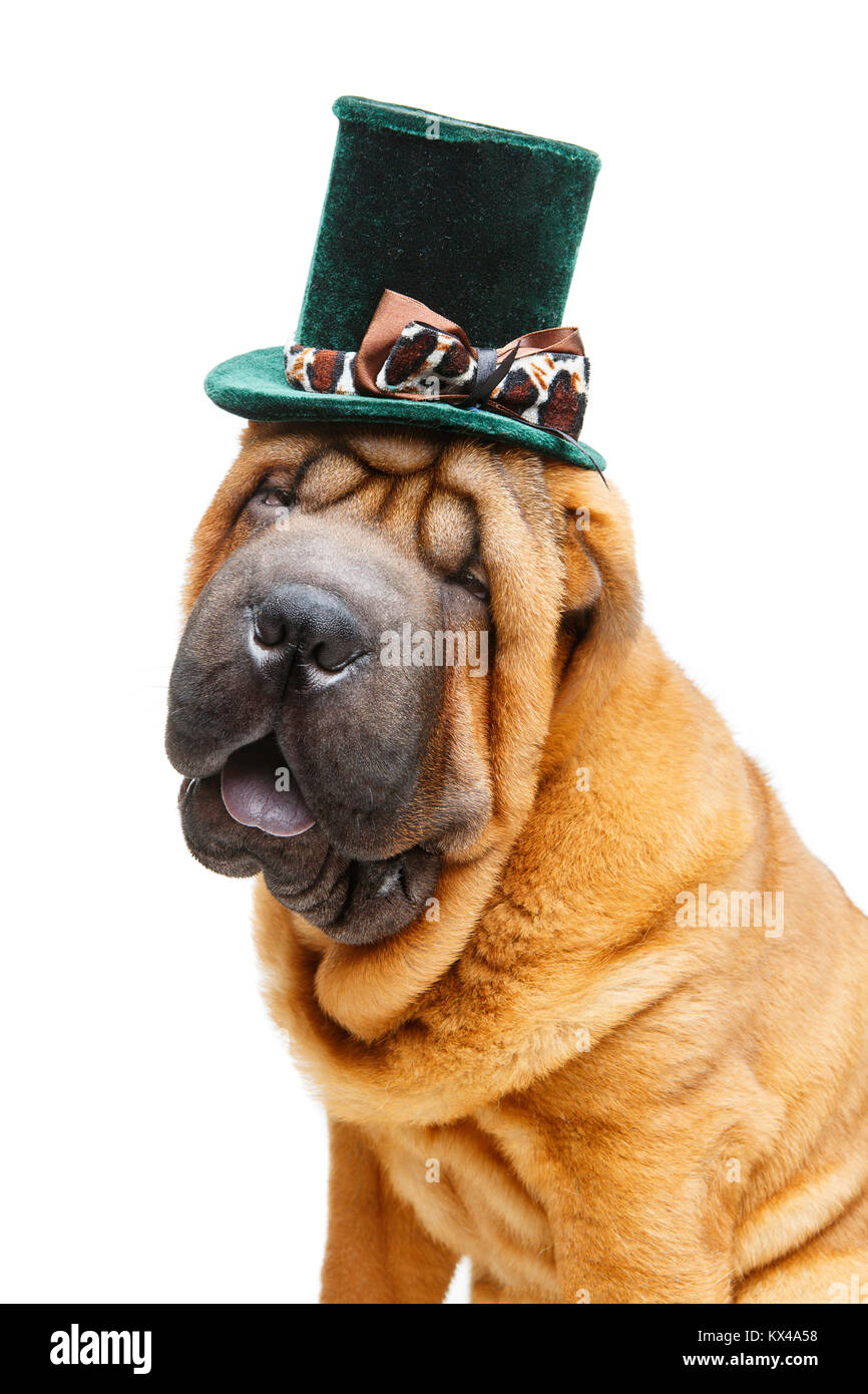 beautiful shar pei puppy in hat Stock Photo - Alamy