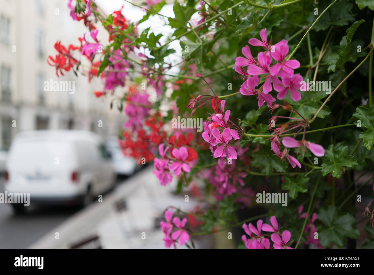The geranium on the window of the German house Stock Photo - Alamy