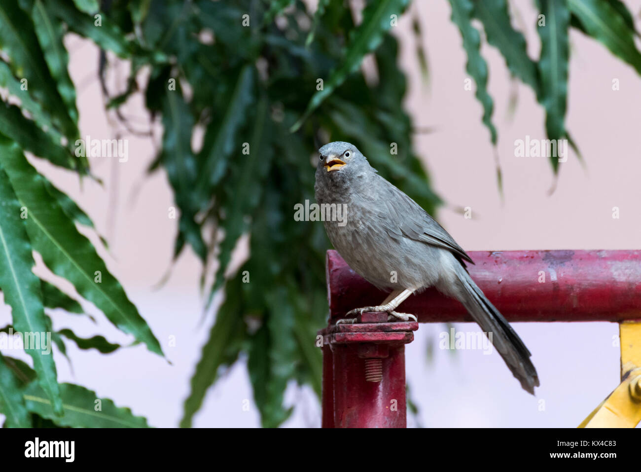 Jungle babbler (Turdoides striata) bird in Nathdwara, Rajasthan, India ...