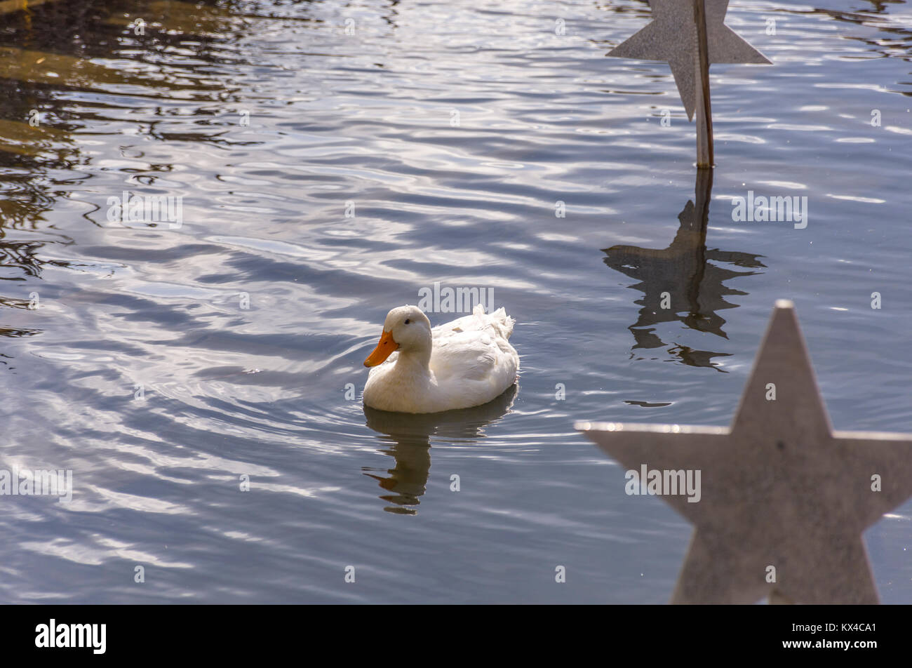 Little white ducks sitting on a pond Stock Photo - Alamy