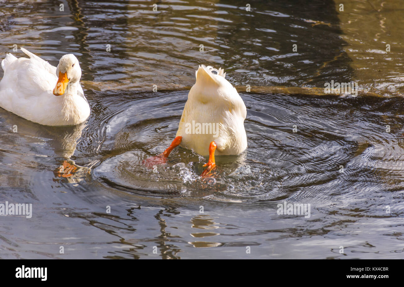 Little white ducks sitting on a pond Stock Photo - Alamy