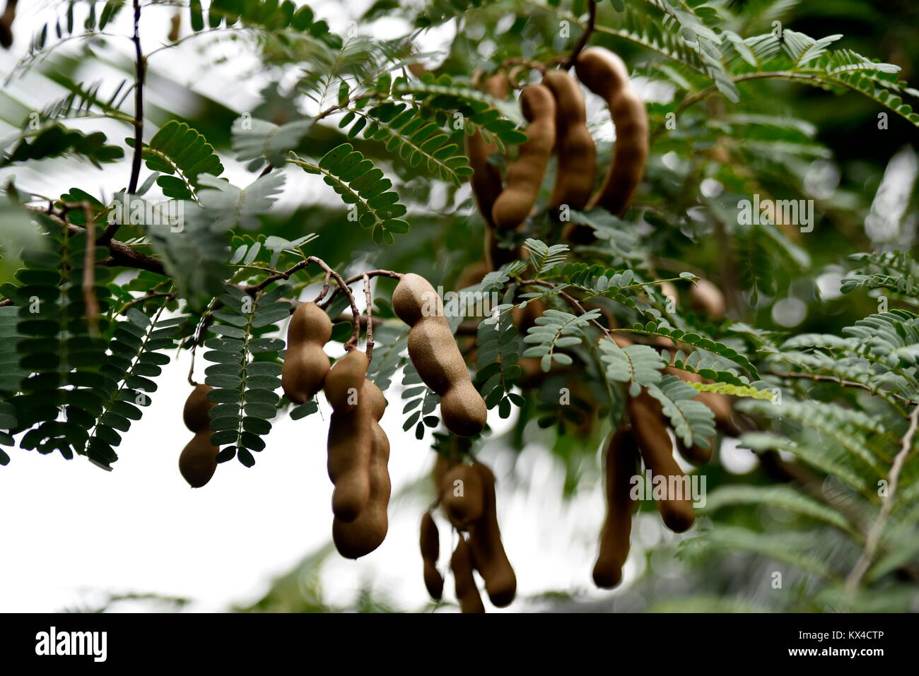 Fresh Tamarind, on the trees, Santiago city, Philippines Stock Photo ...