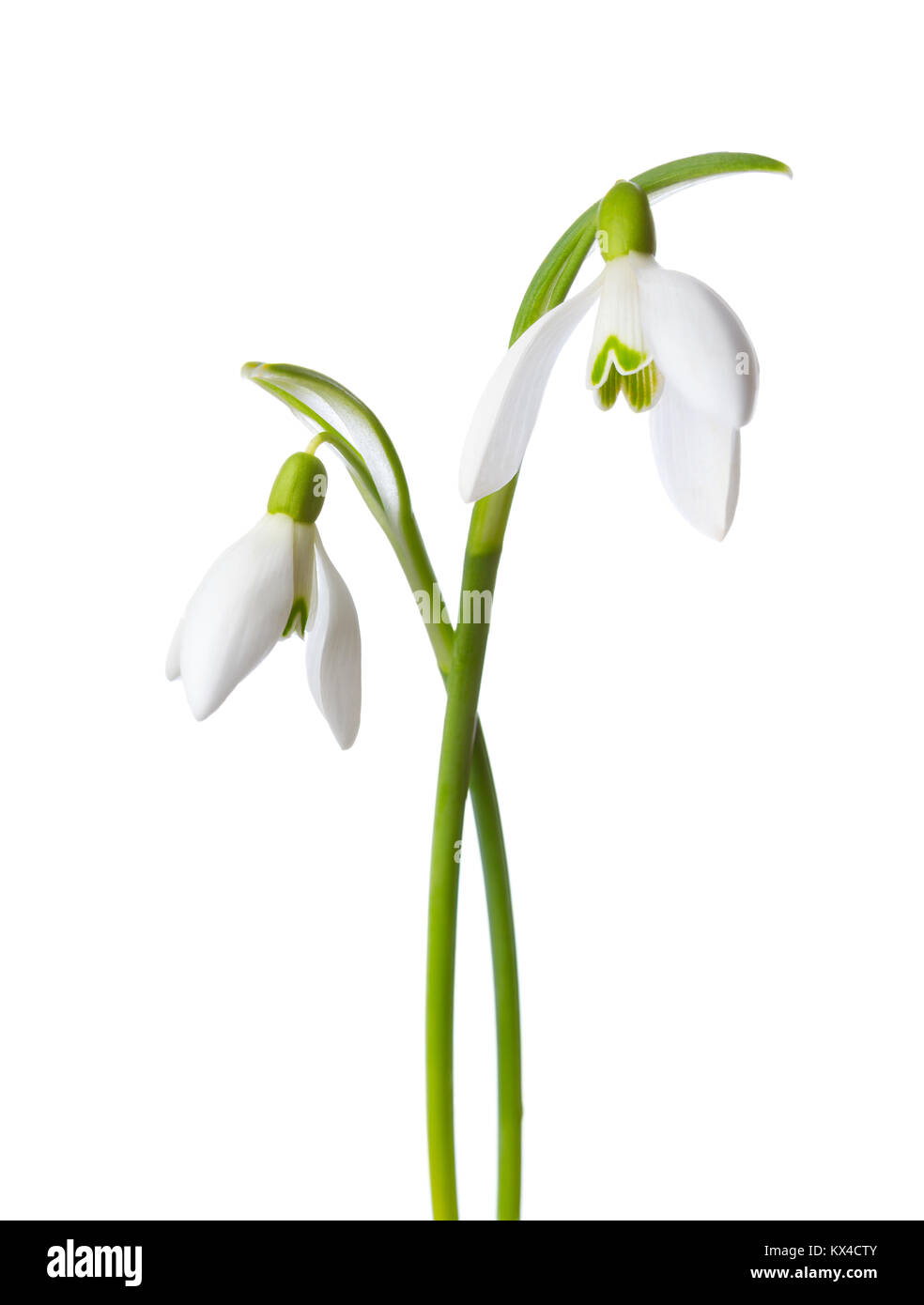Two snowdrop flowers isolated on white background Stock Photo - Alamy Two snowdrop flowers isolated on white background Stock Photo - Alamy