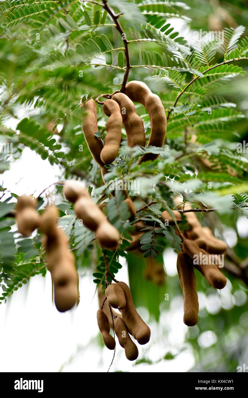 Fresh Tamarind, on the trees, Santiago city, Philippines Stock Photo ...