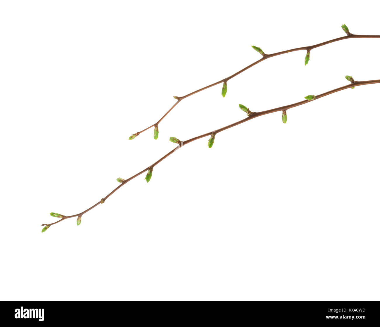 Early spring march season april springtime Cut Out Stock Images ...