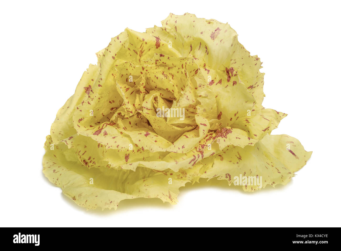 Variegated leaf isolated hi-res stock photography and images - Alamy