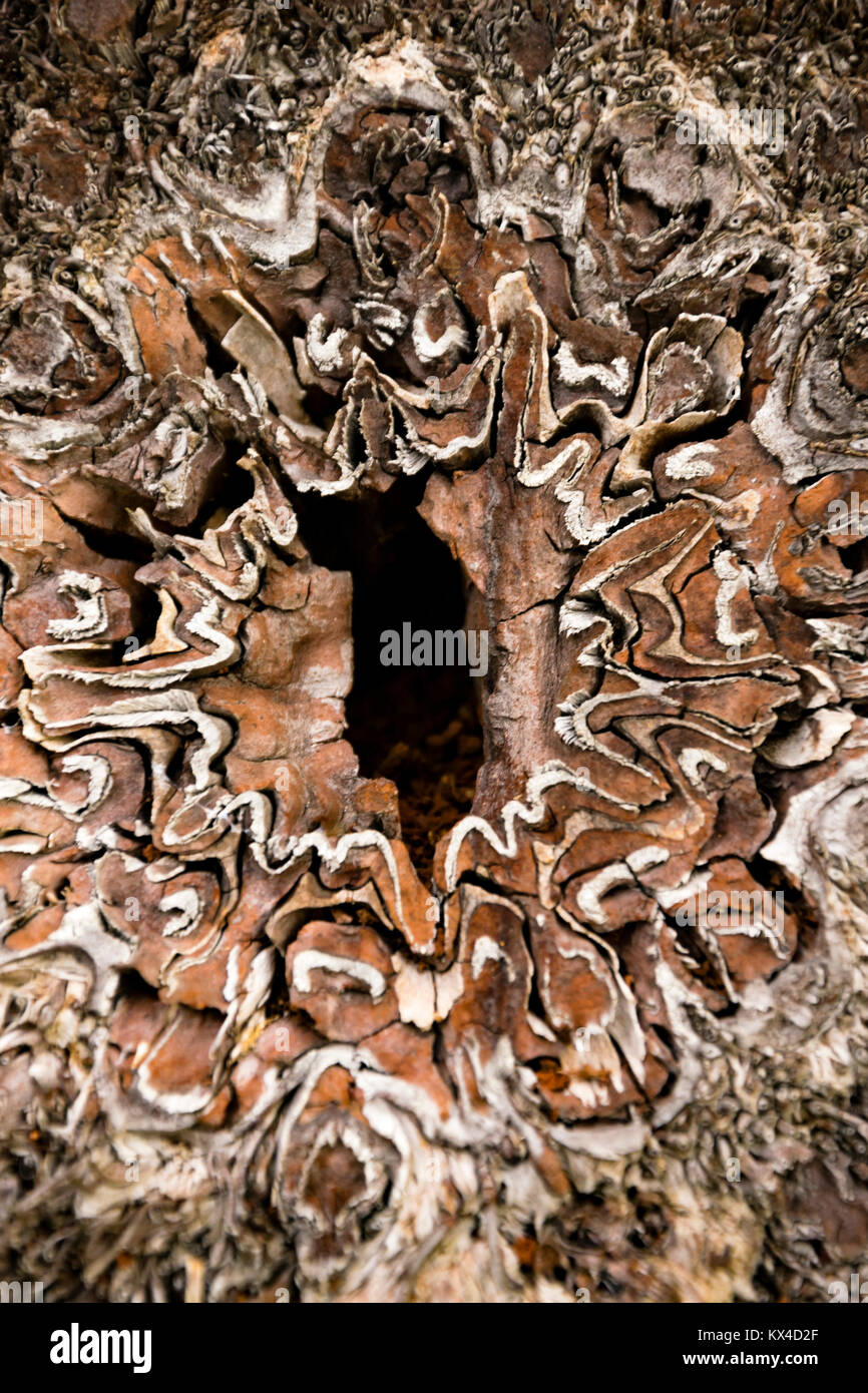 Tree trunk cross section hi-res stock photography and images - Alamy