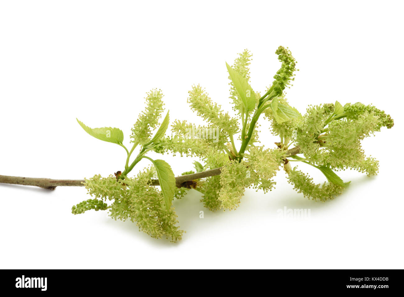 Unripe green fruits on Cut Out Stock Images & Pictures - Alamy