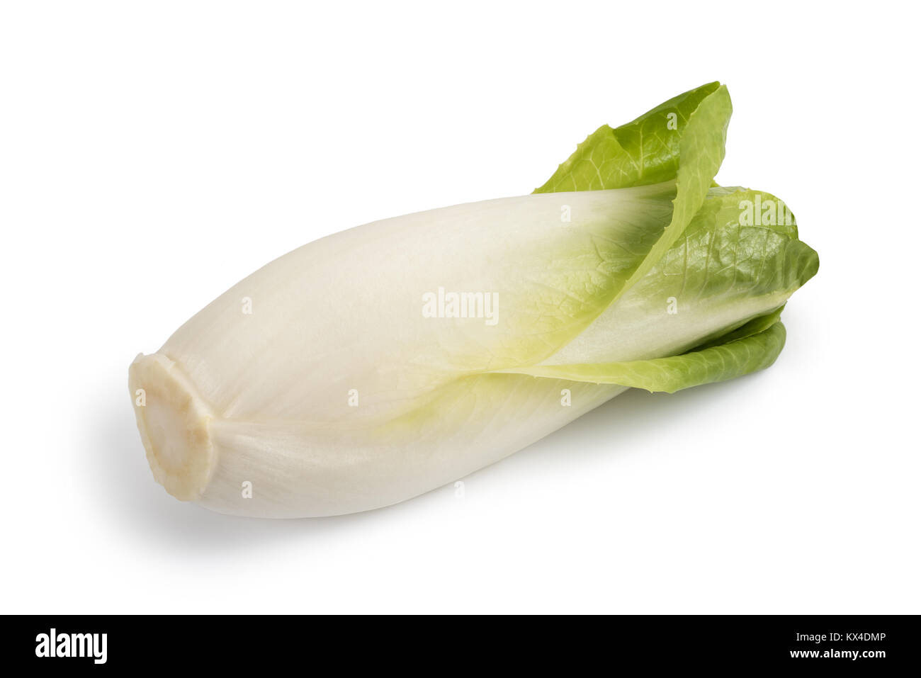 Endive Leaves
